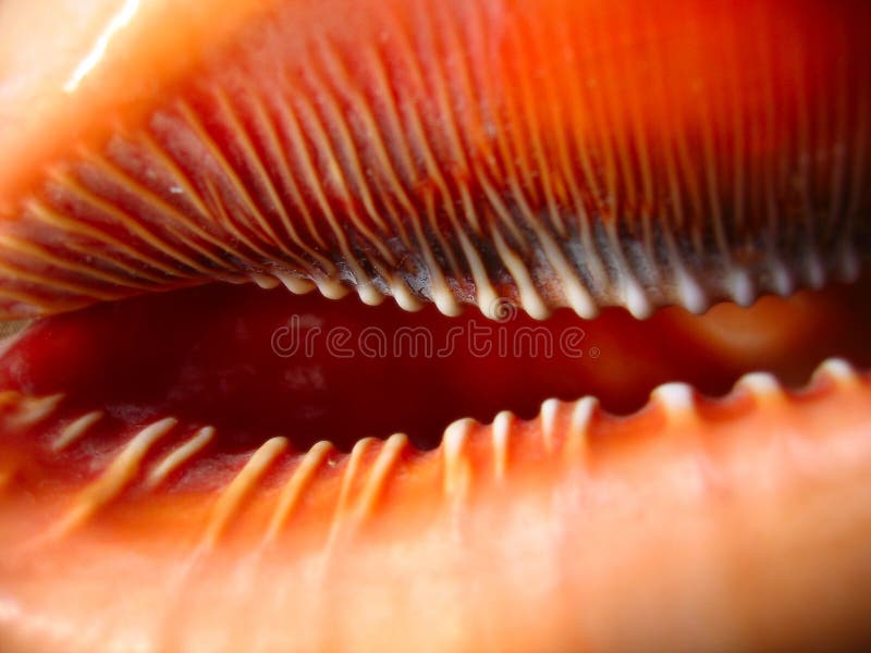 Close-up of Conch stock image. Image of hackle, animal - 29493867