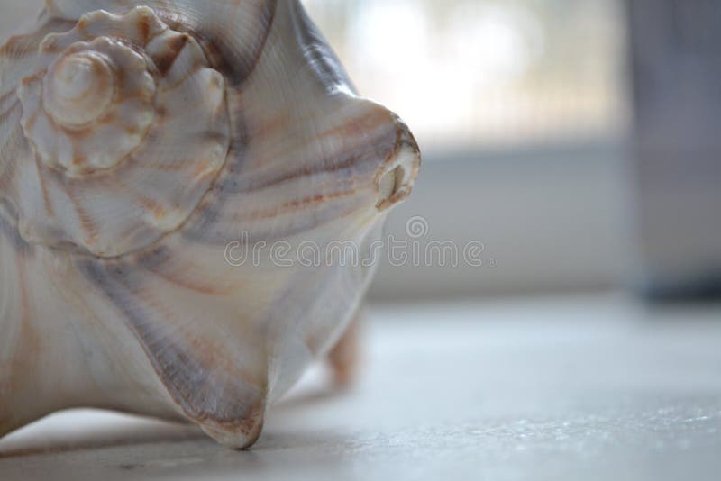 Close-up of Conch Shell Spiral Stock Photo - Image of close, cute ...