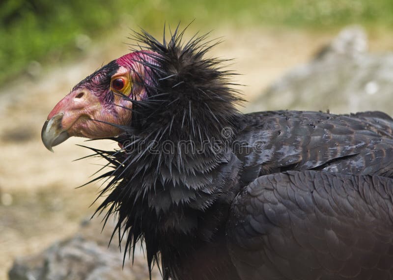 Close up of Condor stock image. Image of condors, scene - 96168081