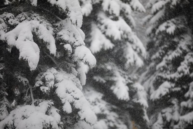 Close-up of Conifer Branches Covered with a Thick Layer of Snow Stock ...