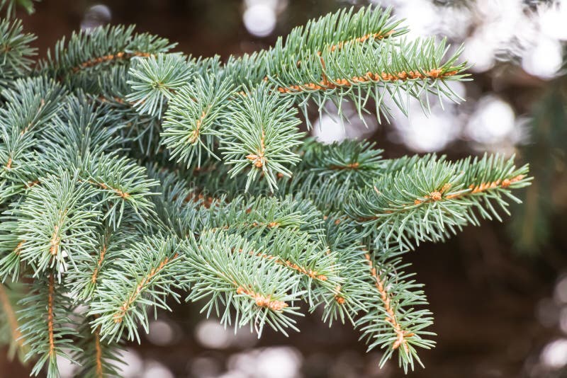 Close Up on a Conifer Branch Stock Image - Image of garden, conifer ...