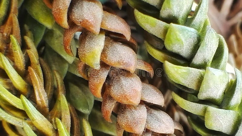 Close Up Coniferous Pattern, Lines of Green and Red Colors Stock Image ...