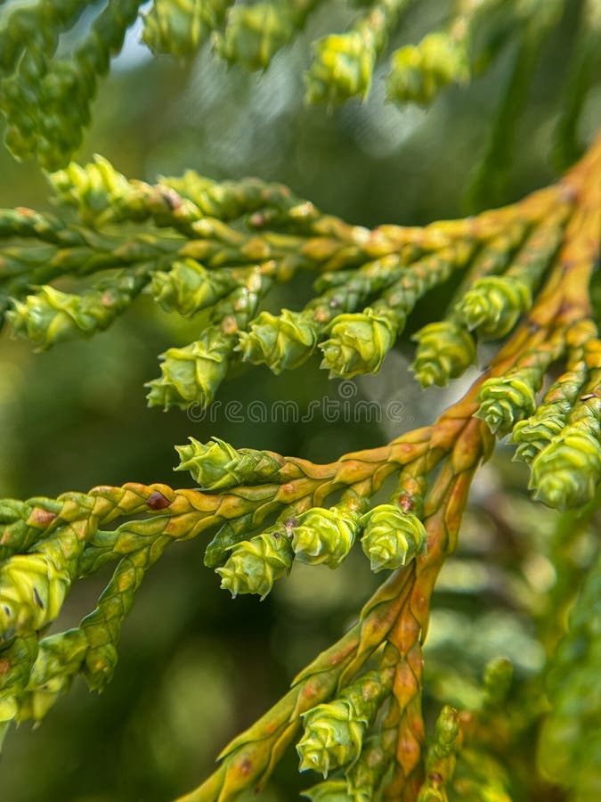 Close-Up of Coniferous Tree Branches with Buds Stock Image - Image of ...