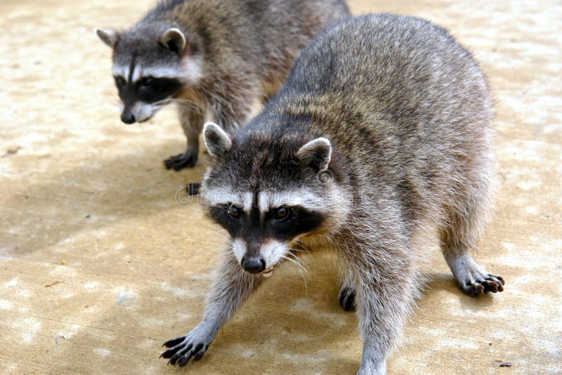 Baby Squirrels stock photo. Image of steps, hopeless, animal - 9449590