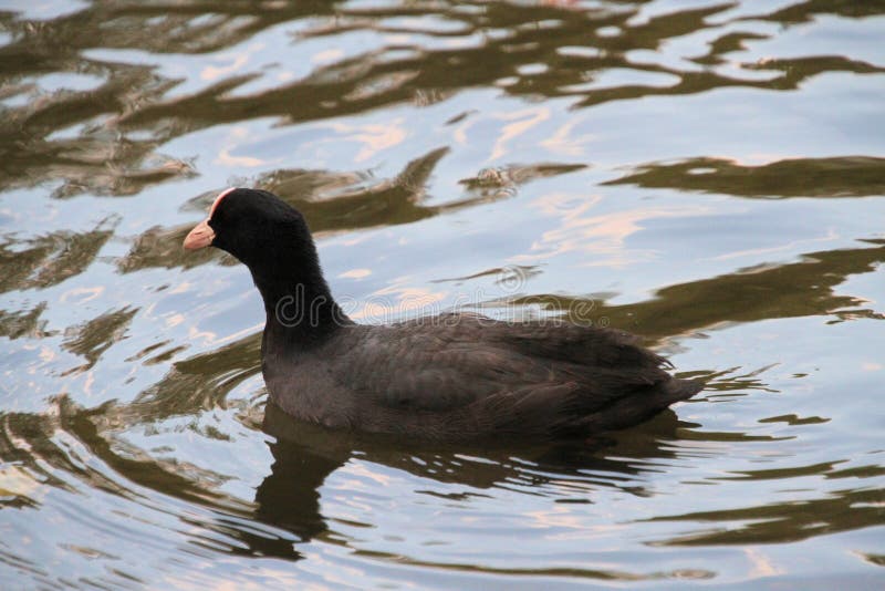 A close up of a Coot stock image. Image of canada, feather - 202637947