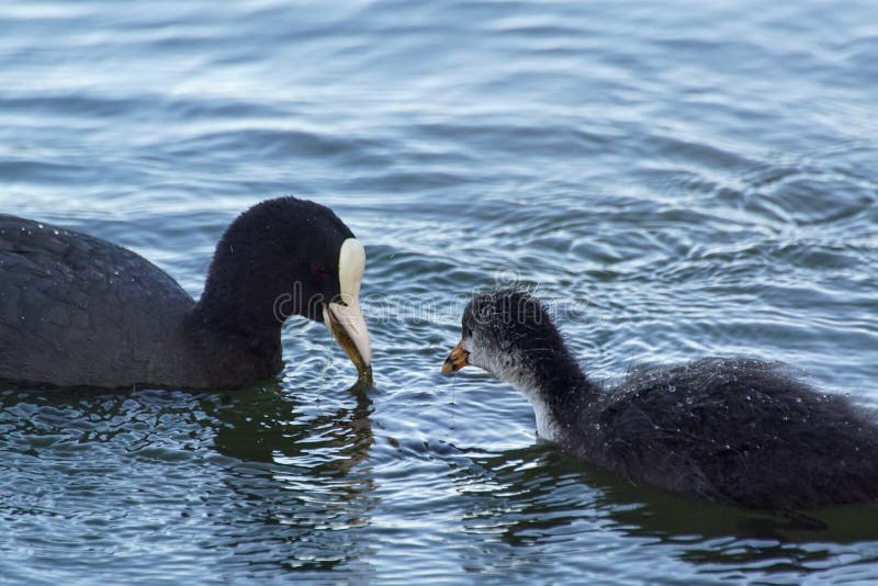 Close Up of Coots Swimming in the Lake Stock Photo - Image of wild ...