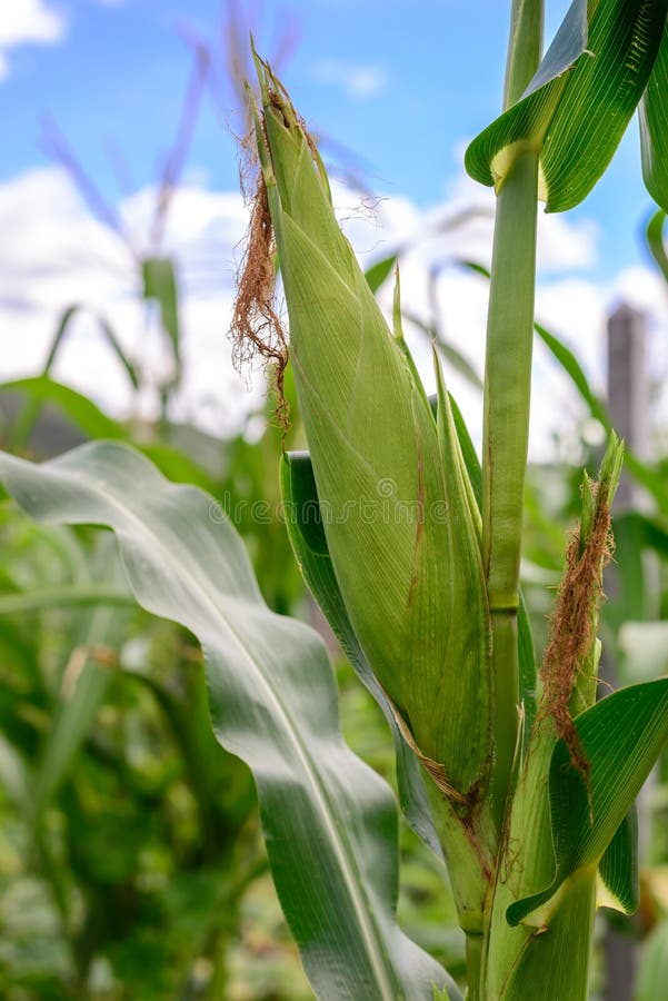 Close Up of Cop Corn in Field Stock Image - Image of fruit, fresh: 59002023