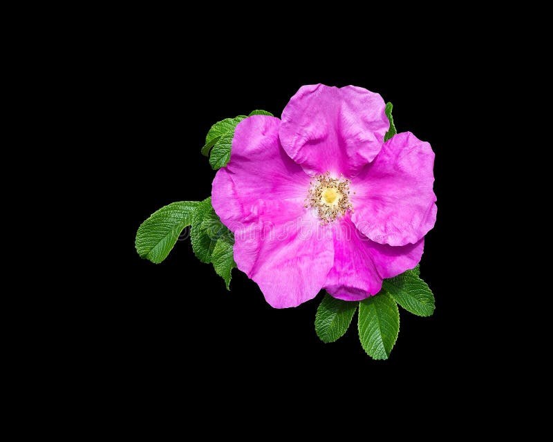 Close Up Cor-de-rosa Da Rocha Cor-de-rosa Foto de Stock - Imagem de ...