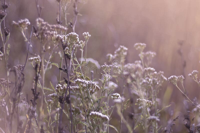 Close Up Cor-de-rosa Das Flores Do Yarrow Foto de Stock - Imagem de ...