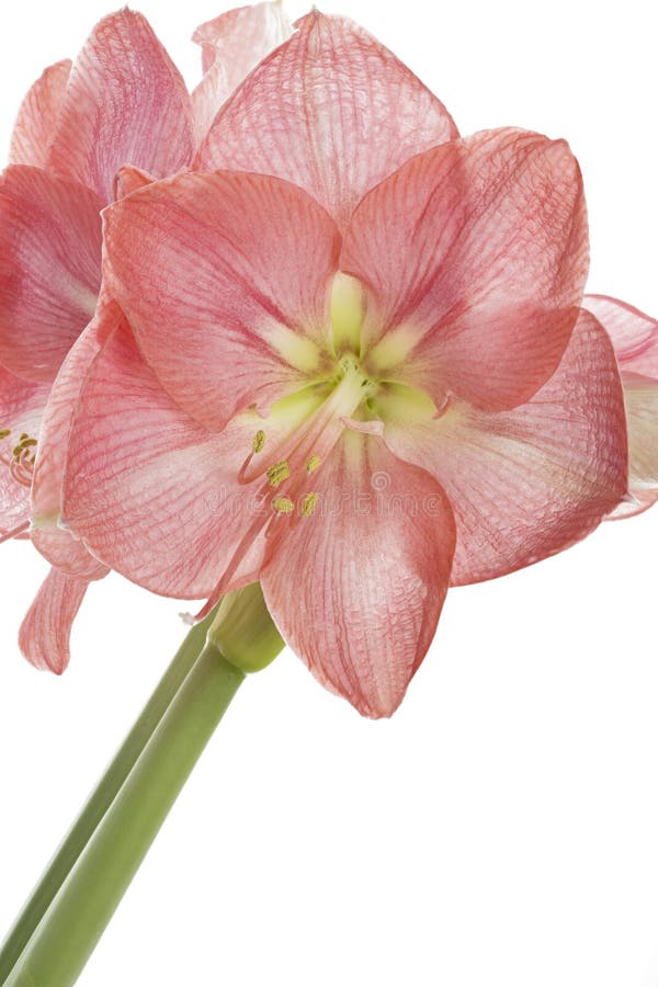 Close Up Cor-de-rosa De Amaryllis, Isolado No Branco Foto de Stock ...