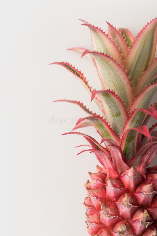 Close Up Cor-de-rosa Do Abacaxi Isolado Foto de Stock - Imagem de ...