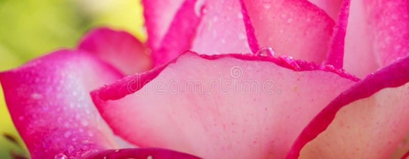 Close Up Cor-de-rosa Do ` Da Nostalgia Do ` Da Rosa Do Branco Foto de ...