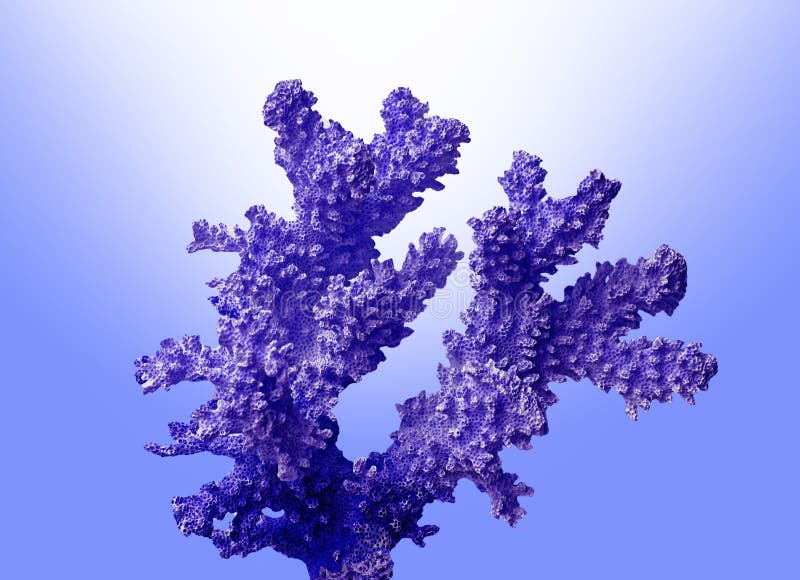 Coral on blue background stock photo. Image of anthozoa - 253714354