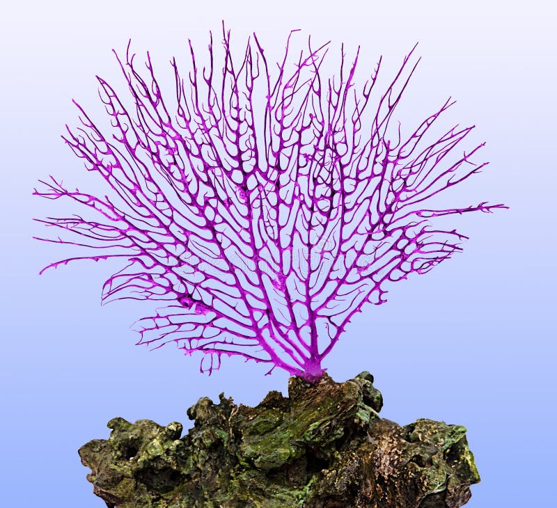 Coral on blue background stock image. Image of background - 262538365