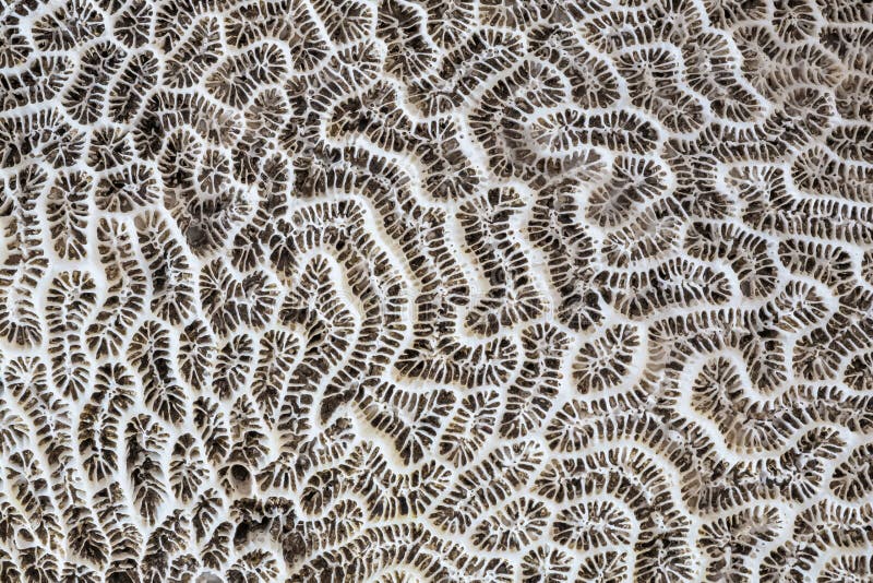 Coral pattern Texture stock image. Image of beach, marine - 26084273