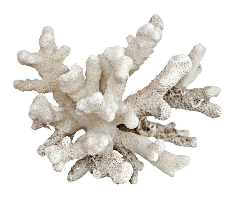 Coral Isolated On White Background Stock Image - Image of isolated ...