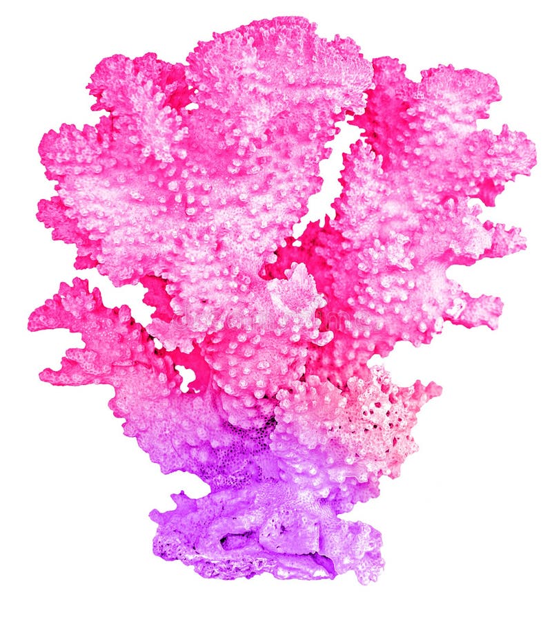 Coral Isolated On White Background Stock Image - Image of polyp ... Coral Isolated On White Background Stock Image - Image of polyp ...
