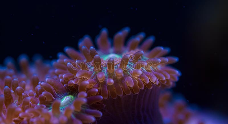Ultra Detailed Macro Shot of a Single Coral Polyps, Vibrant Textures Ai ...