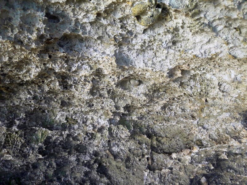 Close Up of Coral Reef Surface with Embedded Shells and Organic Growth ...