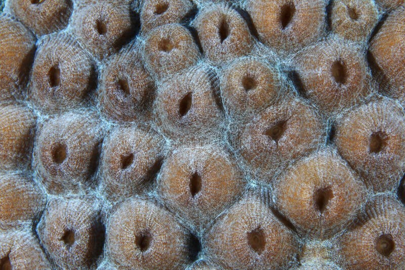 Coral structure macro stock image. Image of lazuli, cabochon - 29989119