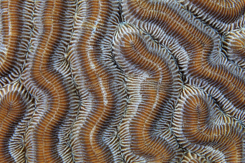 Coral structure macro stock image. Image of lazuli, cabochon - 29989119