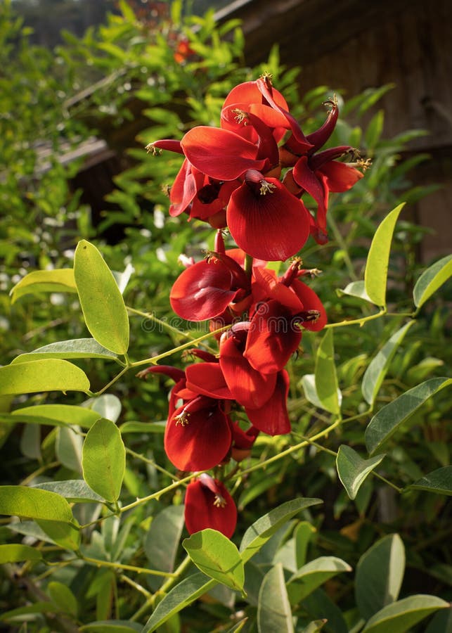 Close Up of a Coral Tree and a Flame Tree Stock Photo - Image of botany ...
