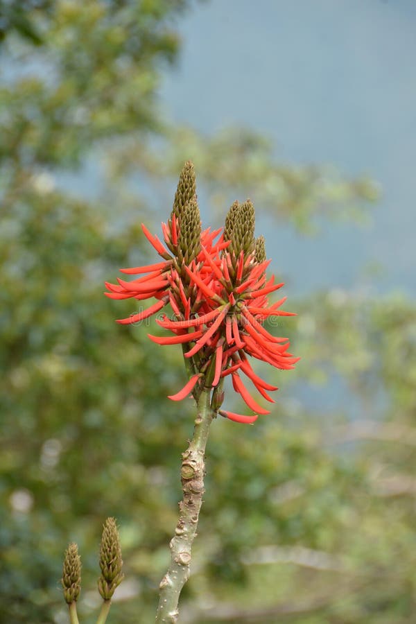 Coral Tree in Flower stock image. Image of indigenous - 11217915