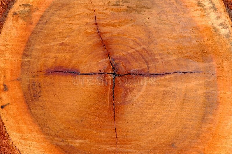 Close Up Core Tree of Cut Tree Trunk Background, Suitable for ...