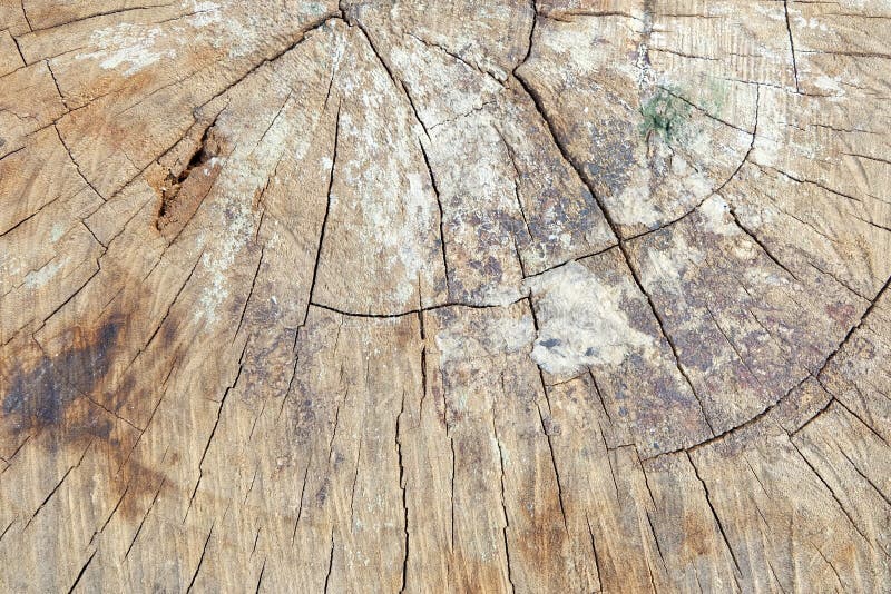 Close Up Core Tree of Cut Tree Trunk Background, Suitable for ...