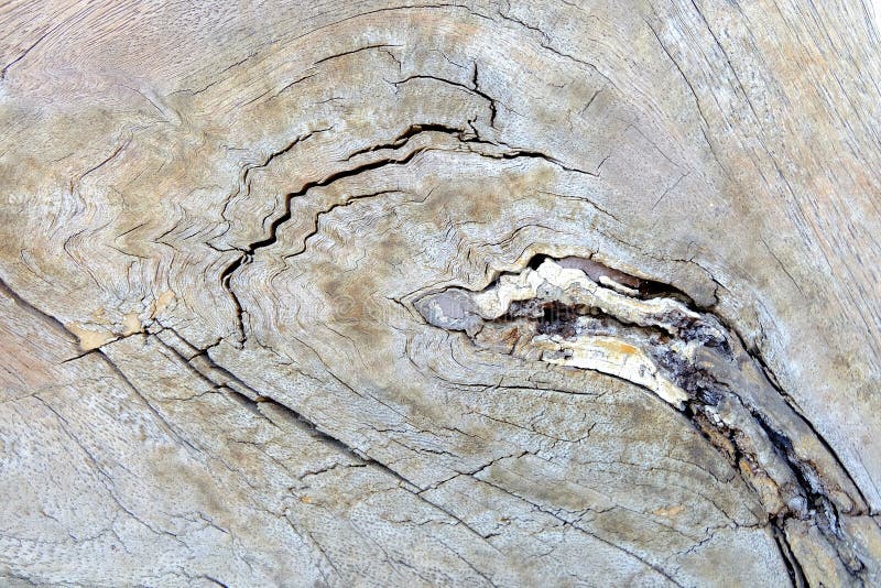 Close Up Core Tree of Cut Tree Trunk Background. Stock Image - Image of ...