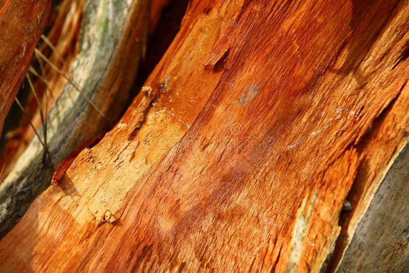 Core of a tree stock image. Image of equal, tree, circle - 14213283