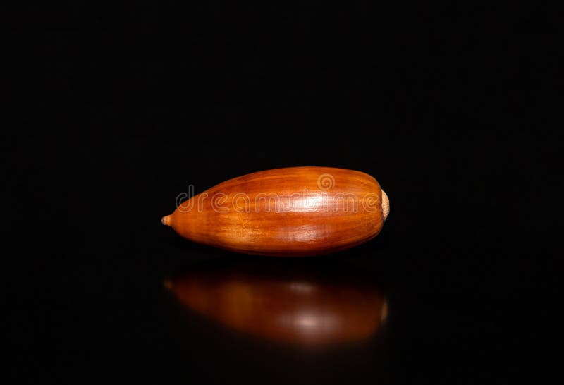 Close-up with a Cork Oak Seed on a Black Background. Stock Photo ...