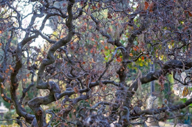 Close Up of Corkscrew Hazel (Corylus Avellana) Contorta . Stock Photo ...