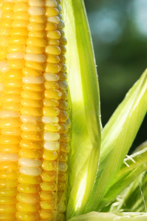 Close-up of corn stock photo. Image of field, agricultural - 2870776