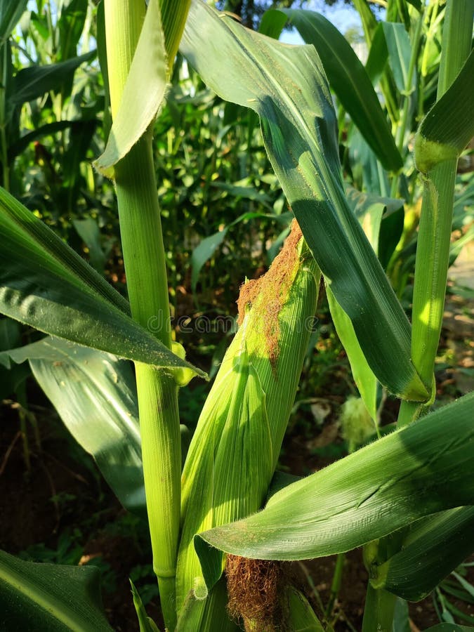 Close Up of Corn Cob or Zea Mays on the Corn Field. Stock Photo - Image ...