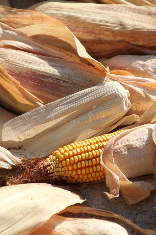 Corn rot stock image. Image of business, corn, decorative - 33759663