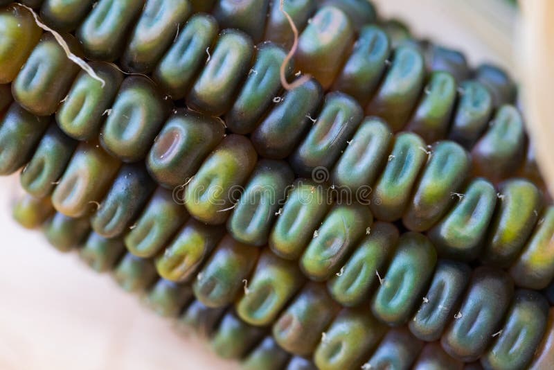 Corn close up stock image. Image of sweetcorn, grow - 126669819