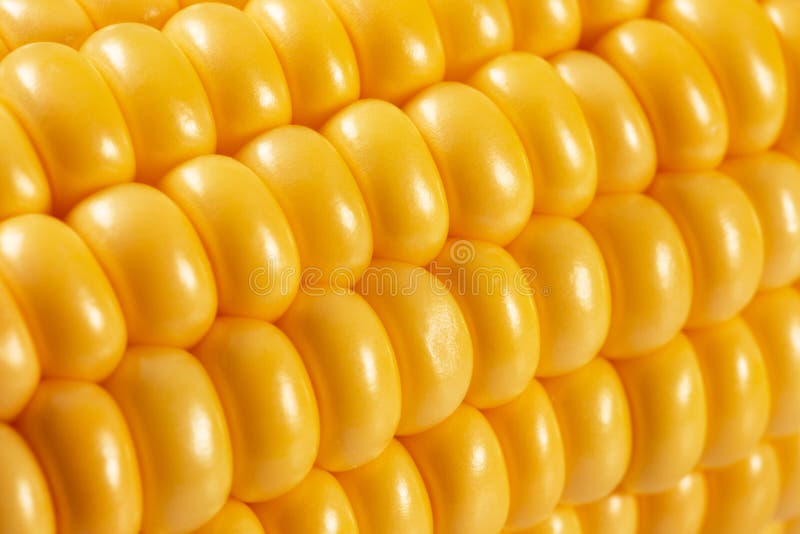 Close up of corn ear stock image. Image of maize, morning - 194287993