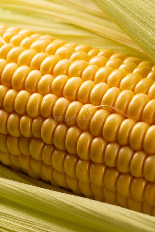 Close up of corn ear stock photo. Image of closeup, agriculture - 203299324