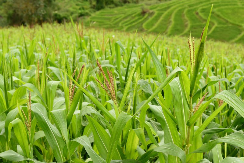 Close up of corn field stock image. Image of country - 146875869