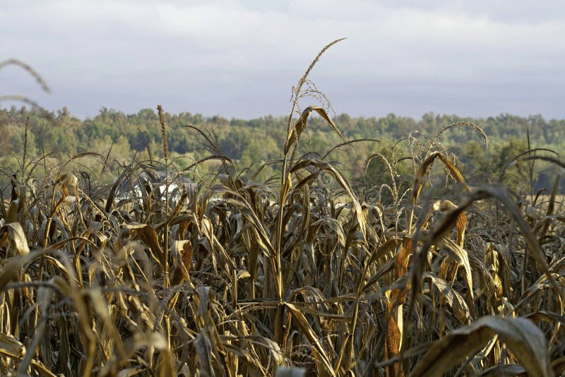 Corn field close up stock photo. Image of food, maize - 29764116