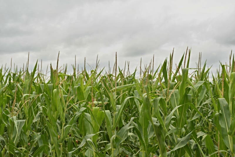 Corn Field Close Up stock photo. Image of grassland - 105875552