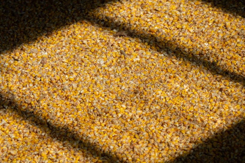 Close Up of Corn Grain Inside Warehouse. after Good Harvest of ...
