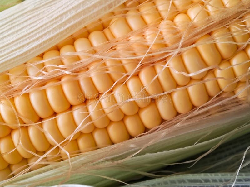 Close Up of Corn Grains in the Middle of the Fruit Skin Accompanied by ...