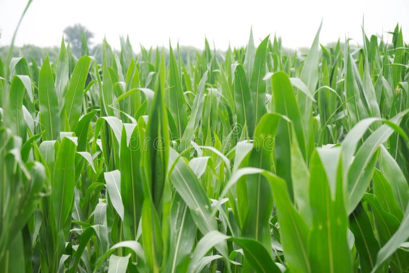 Close-up of Corn Growing in Late Summer Stock Image - Image of north ...