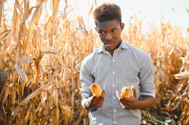 Close Up a Corn Holding by African Farmer Man in a Farm Land Stock ...
