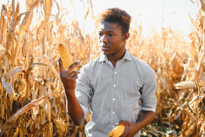 Close Up a Corn Holding by African Farmer Man in a Farm Land Stock ...
