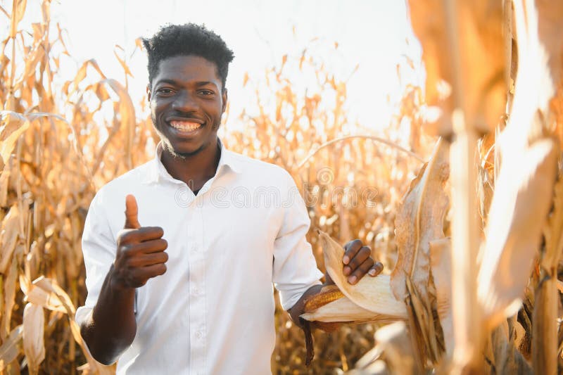 Close Up a Corn Holding by African Farmer Man in a Farm Land Stock ...