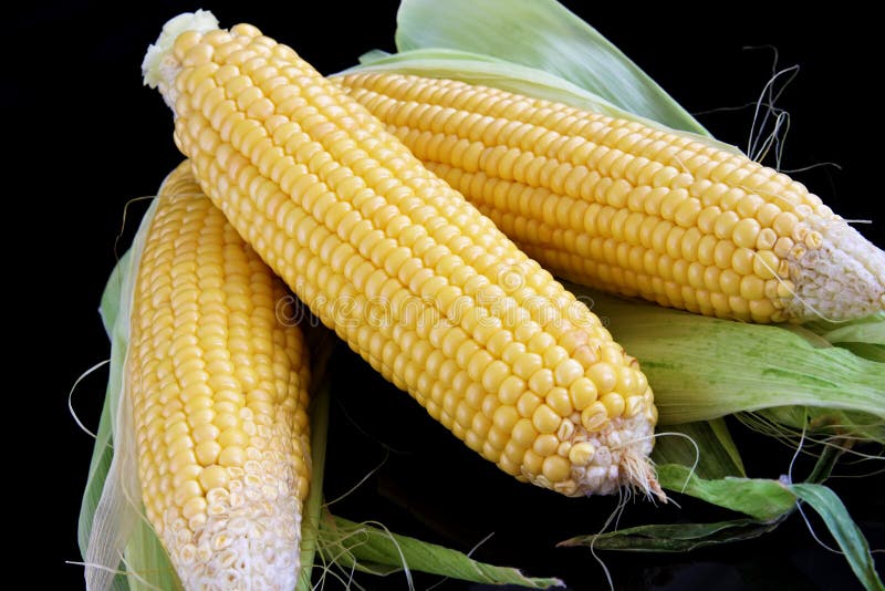 Close-up of Corn Organic Vegetable Food Stock Photo - Image of maize ...
