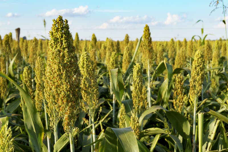 Close Up of Corn Plantation in Flowering Phase Stock Photo - Image of ...